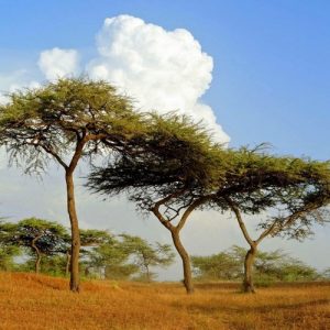 Excursions depuis Saint Louis Sénégal - Réserver en ligne